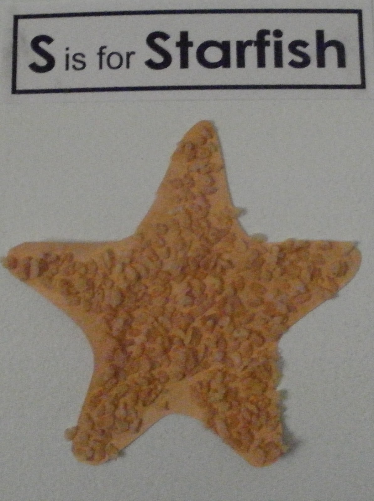 Little Stars Learning: Starfish Texture Craft w/Template