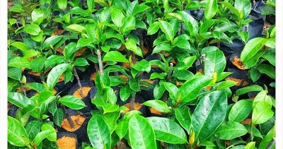 Cita Tani Nursery (NS0154959-D): Benih Cempedak Durian