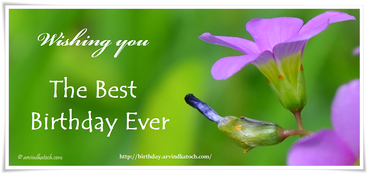 True Picture HD Birthday Cards Flower Picture Birthday Card Wishing True Picture HD Birthday Cards Flower Picture Birthday Card Wishing