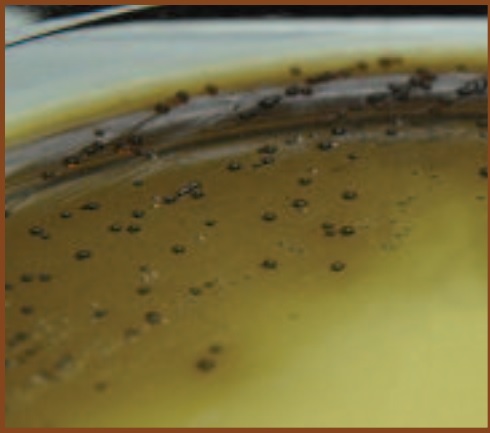 [Microbiology] Atlas of Bacteroides Bile Esculin (BBE) Agar | Free ...