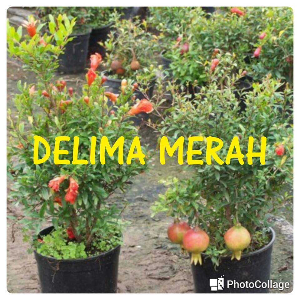D'LAMAN HIJAU NURSERY: TANAM POKOK DALAM PASU