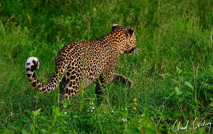 .: 9th February – One Brave Leopard!