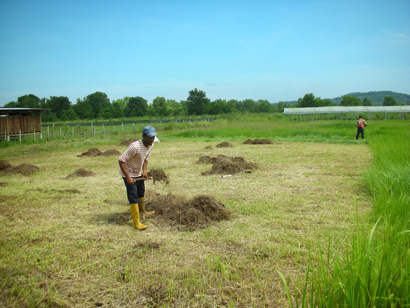 BIDANGUSAHA LEMBU PEDAGING: PEMAKANAN LEMBU PEDAGING BERASASKAN RUMPUT ...