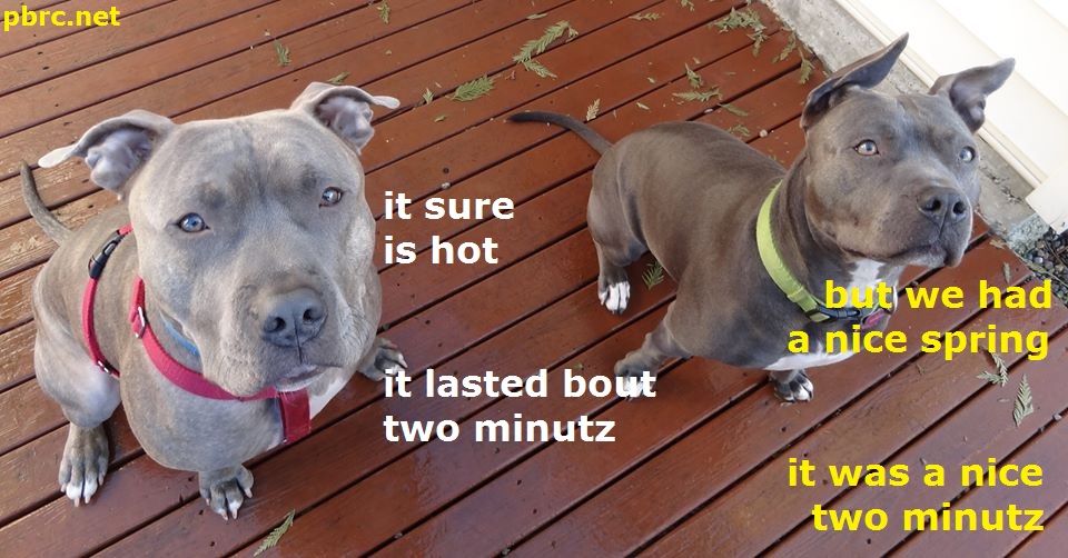 Pitter Patter: HEAT WAVE PSA (Pit Bull Service Announcement)