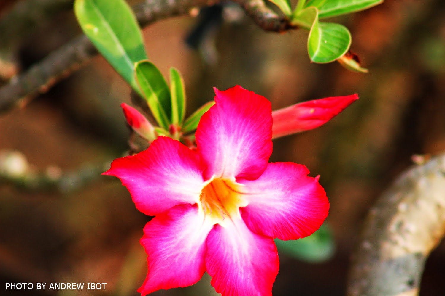 Ako si ANDREW IBOT!: Kalatsutsi (Plumeria acuminata Ait)