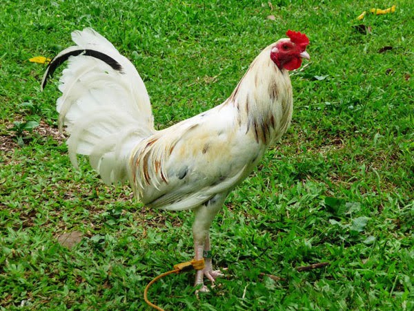 Gallery « COCKFIGHTING
