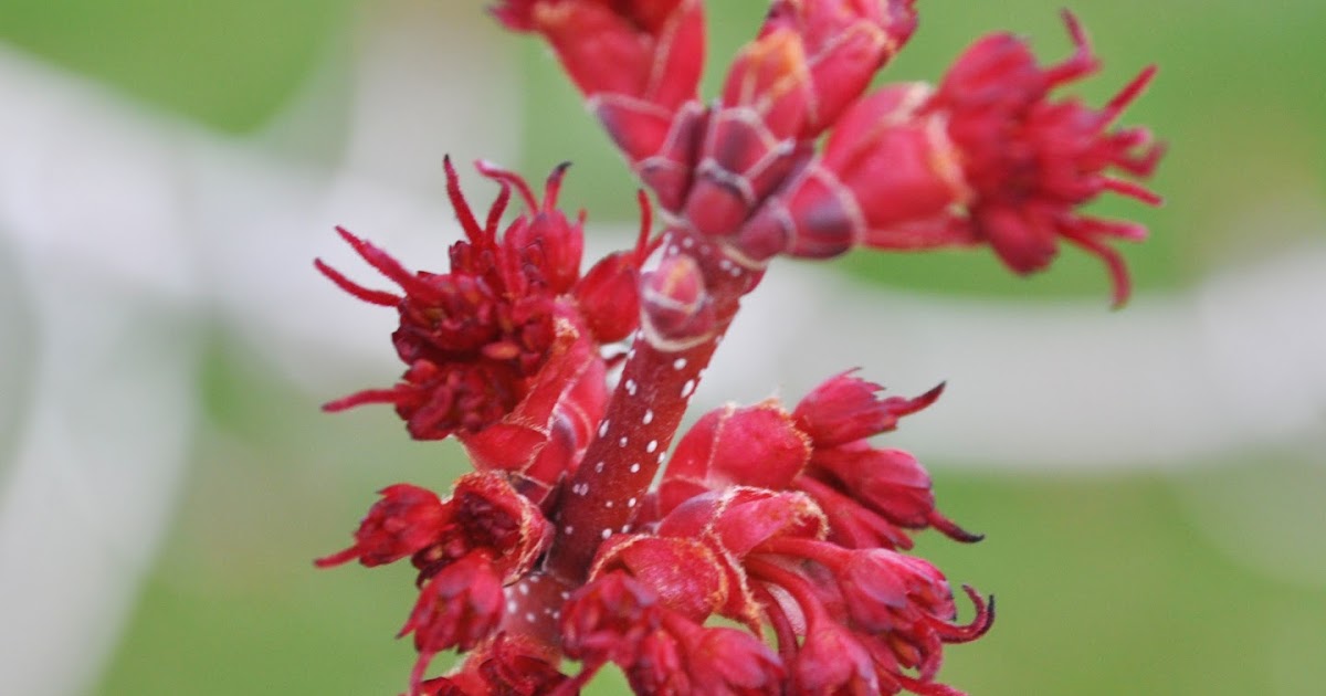 This Grandmother's Garden: The Miracle of Sunshine
