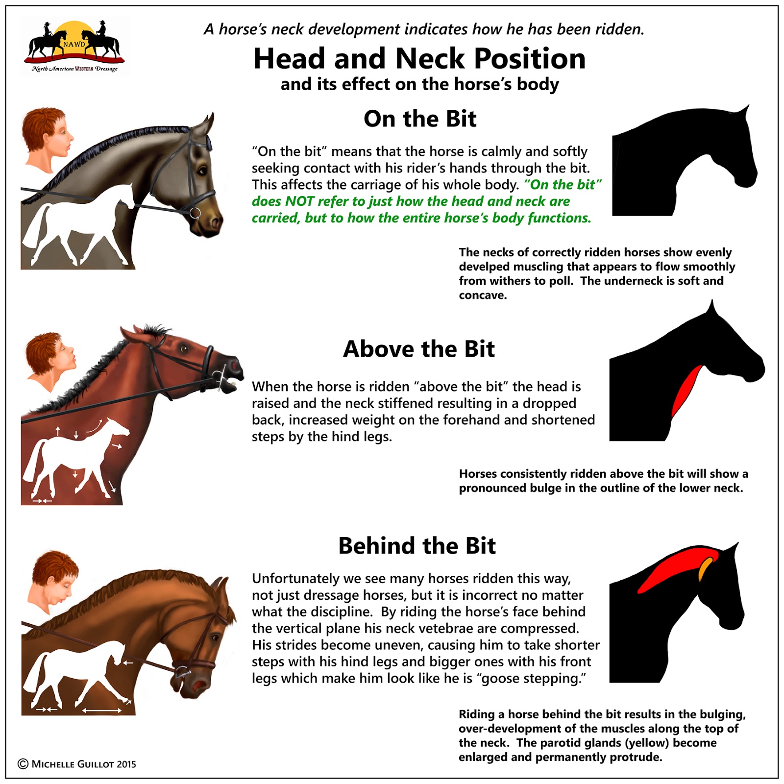 Behind the Vertical? | The Horse Forum