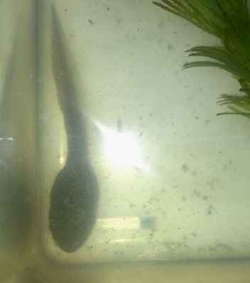 5 Tips for Growing Tadpoles from a Kit