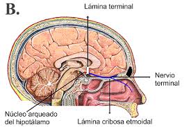 Par craneal cero: Nervio terminal: el par craneal cero
