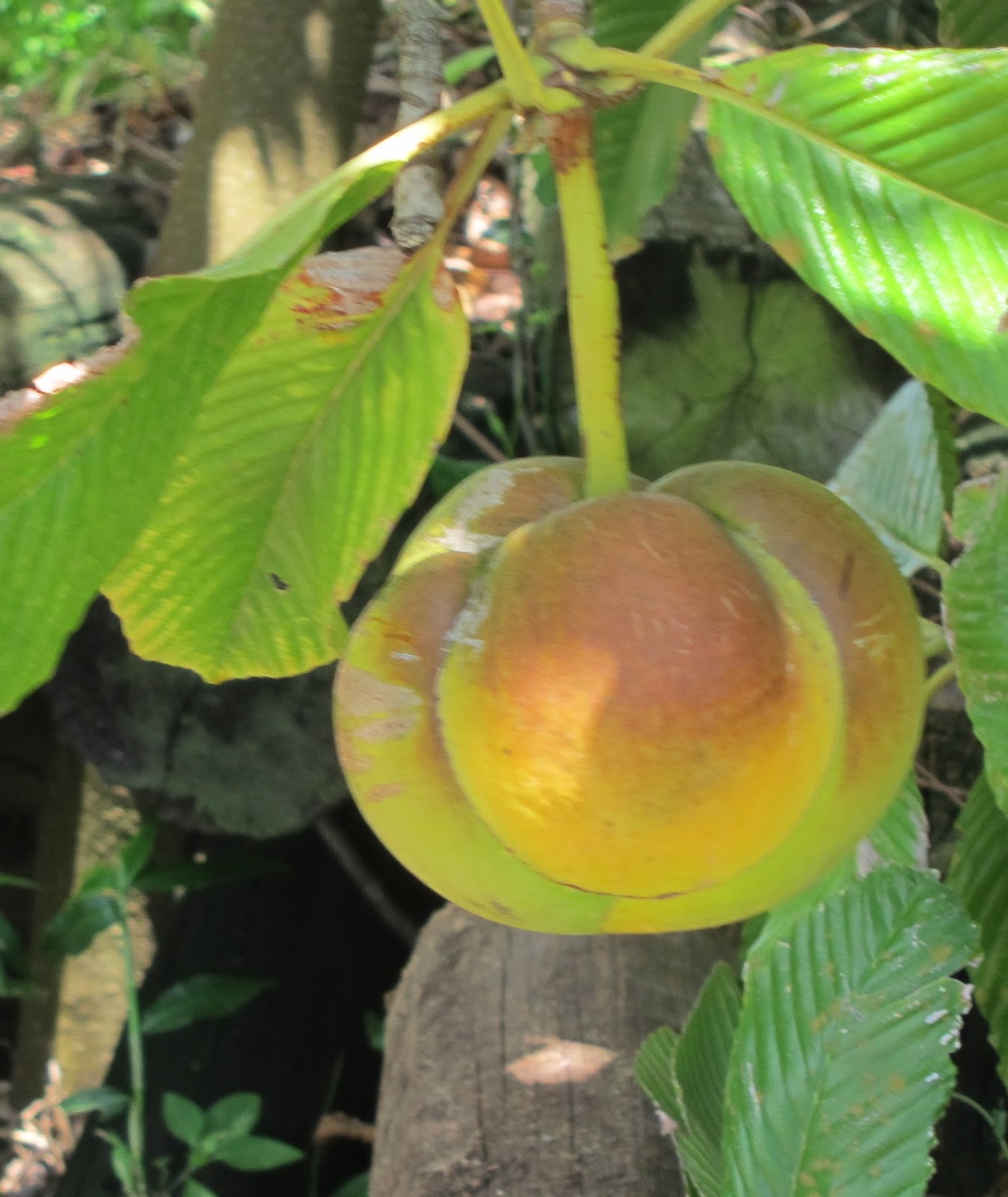 Capharnaüm: la POMME D' ELEPHANT et le PAIN DE SINGE