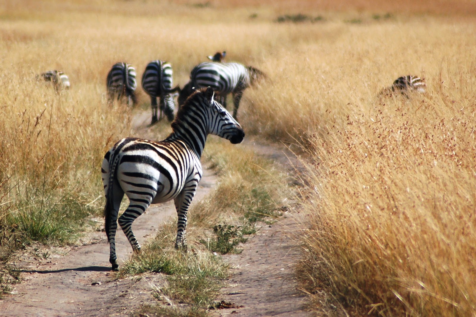 Imagination Lane: U is for Ungulate