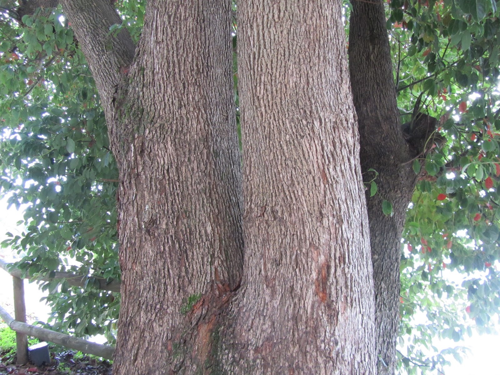 Come Coltivare la Pianta della Canfora (Cinnamomum camphora) ? | Il ...