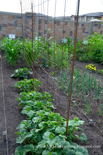 Backyard Farming: Durable garden trellises and tomato cages from ...