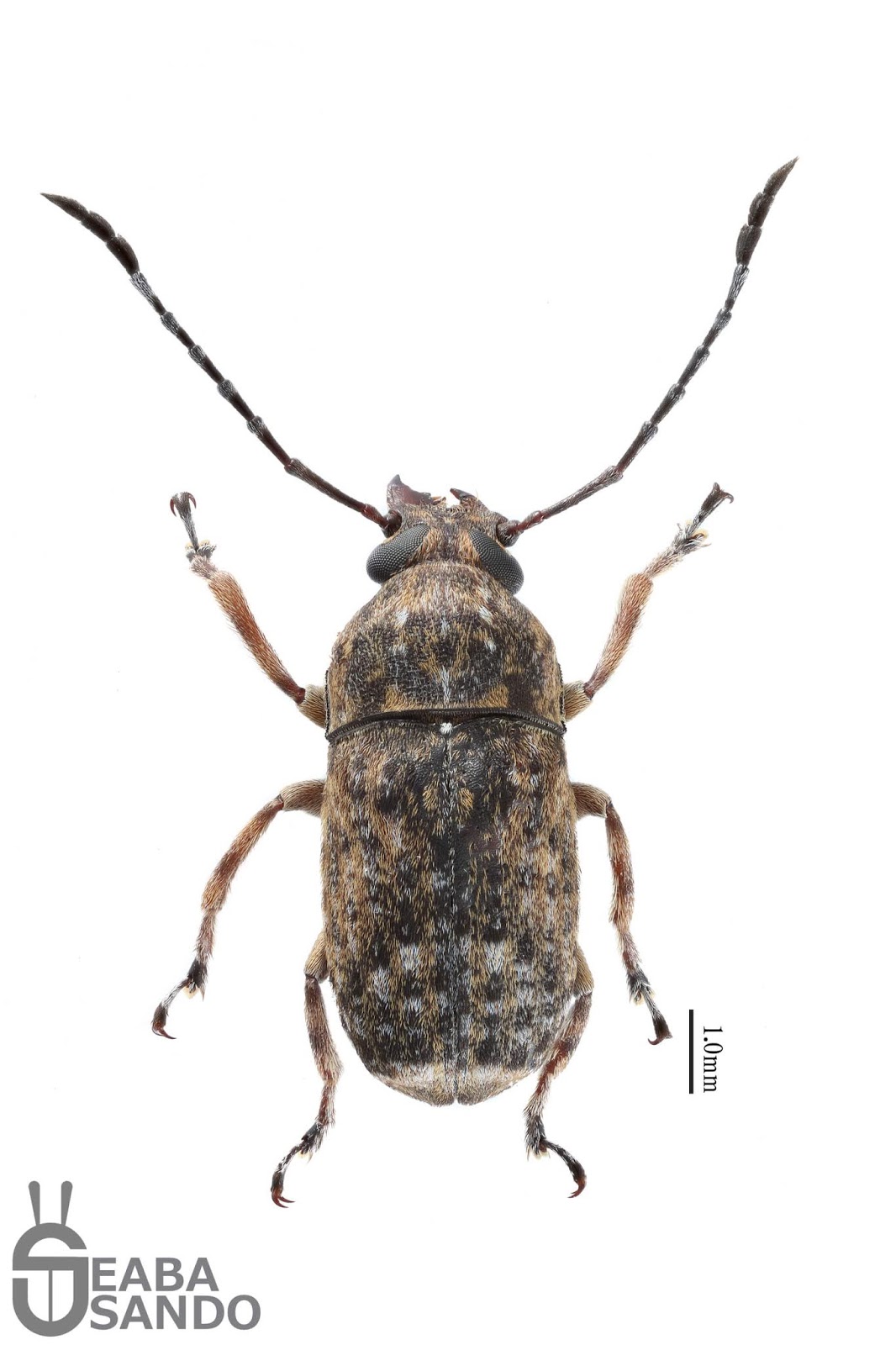 虫をためつすがめつ: 標本写真 2018.4.14② クロクチカクシゾウムシなど