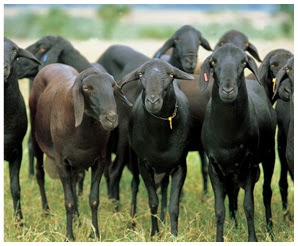 Ovinos Santa Inês: A raça Santa Inês