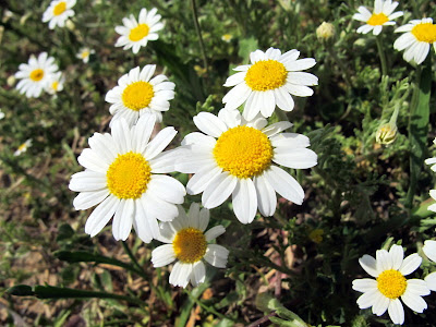 FLORA NEL SALENTO e.. anche altrove: Anthemis maritima L. - Asteraceae ...
