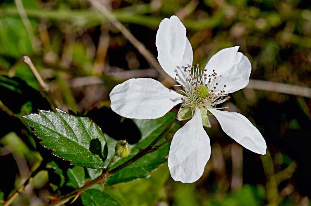 Space Coast Wildflowers: Tosohatchee WMA, March 9, 2014: Irises