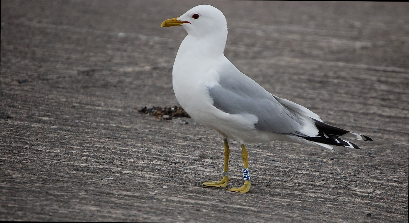 Northern Ireland Black-headed Gull Study: Copeland Common Gull colour ...