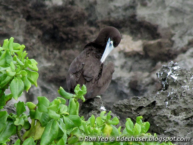 tHE tiDE cHAsER: Frigatebirds, Boobies & Cormorants (Phylum Chordata ...
