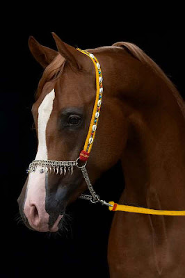 Oasis Stables: Tutorial: Making a Native Arabian Halter Part 1