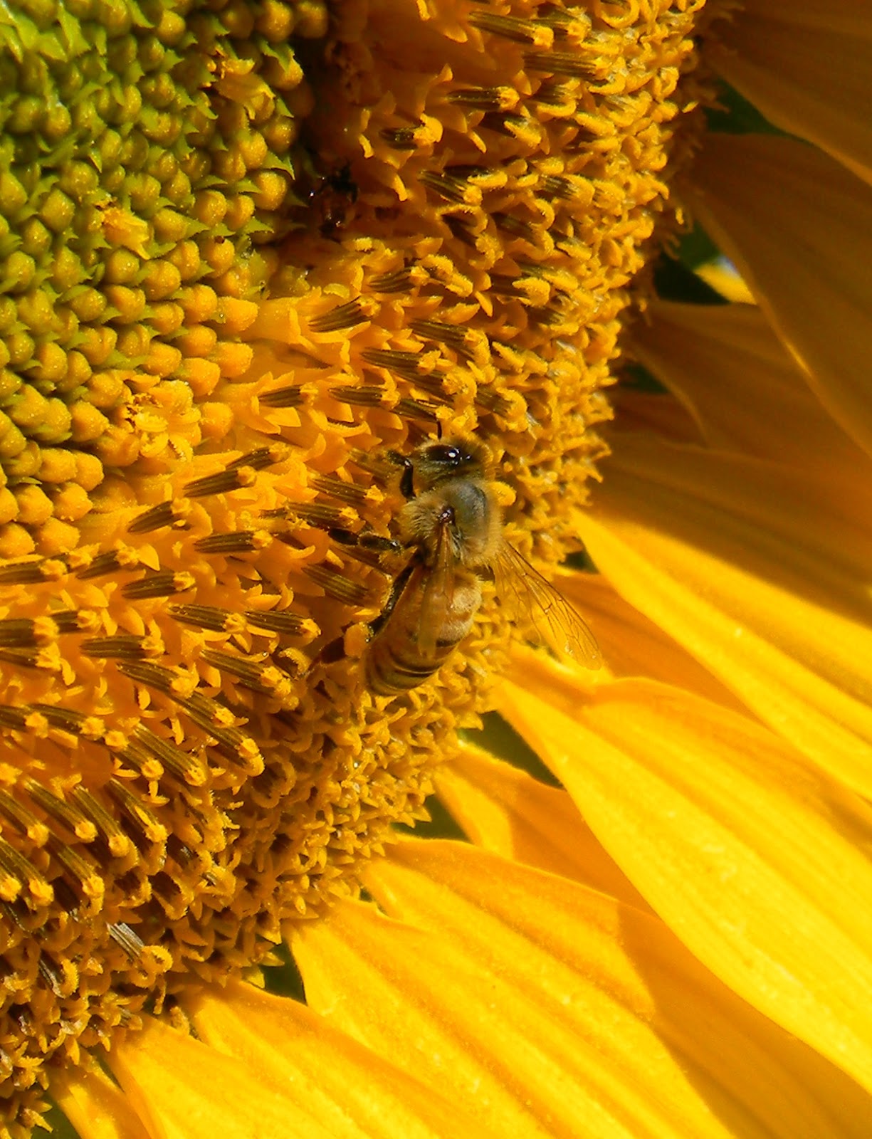 Bees, Birds, Berries, and Blooms!: The bees are busy...