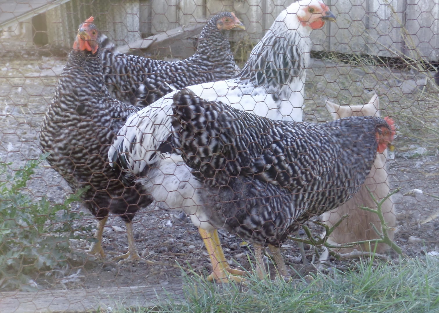 Rural Rhapsody: Chickenhood