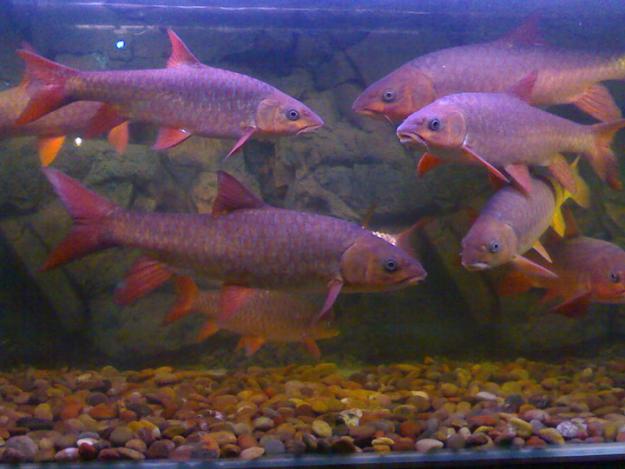 Red Mahseer (Tor Tambroides) | Freshwater Fish Wildlife