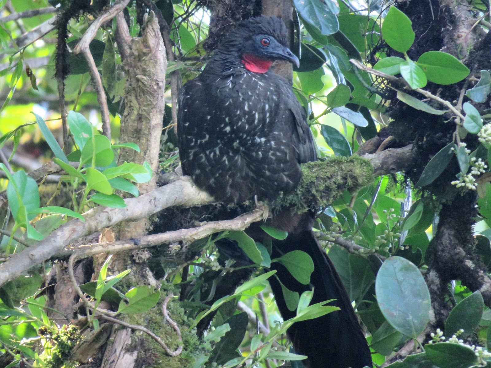 Birding Nicaragua: Especie de la Semana: Crested Guan- Pava Crestada ...