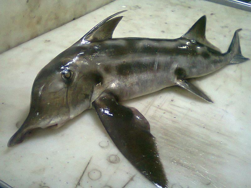 El Mar Argentino Maffeis Oscar: 200912