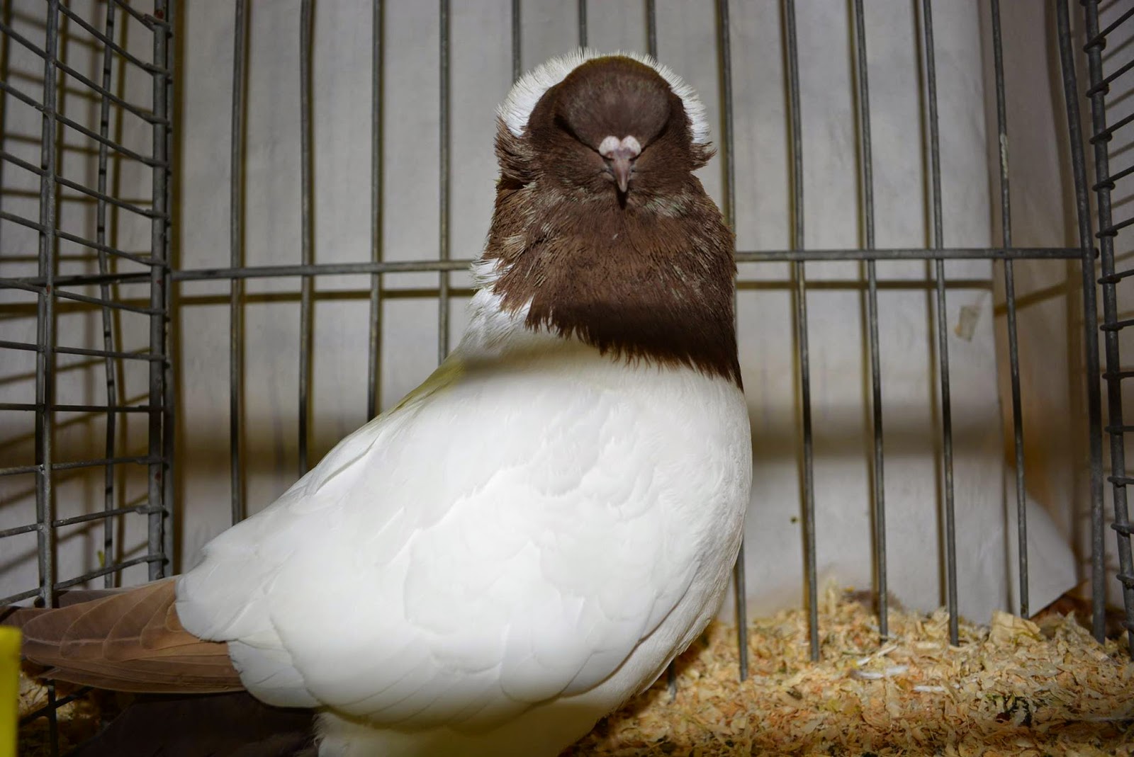 World of Pigeons and Doves: Nun Pigeon ( Englische Nonne )