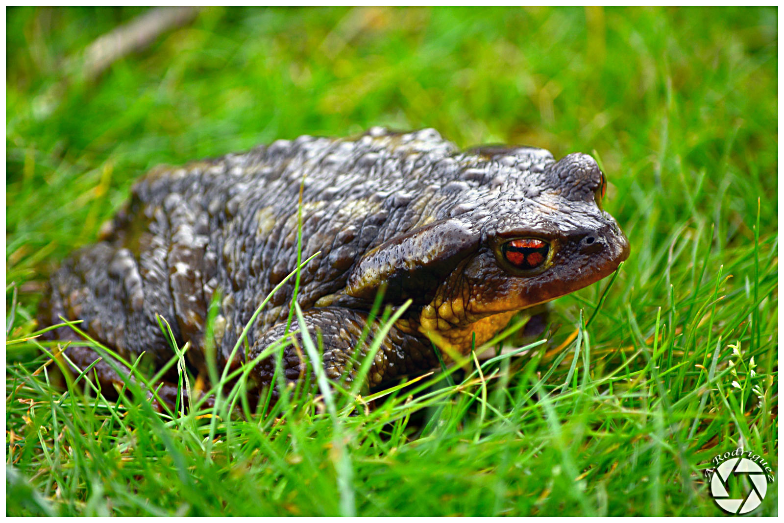 Naturaleza y Paisajes de España: Sapo común