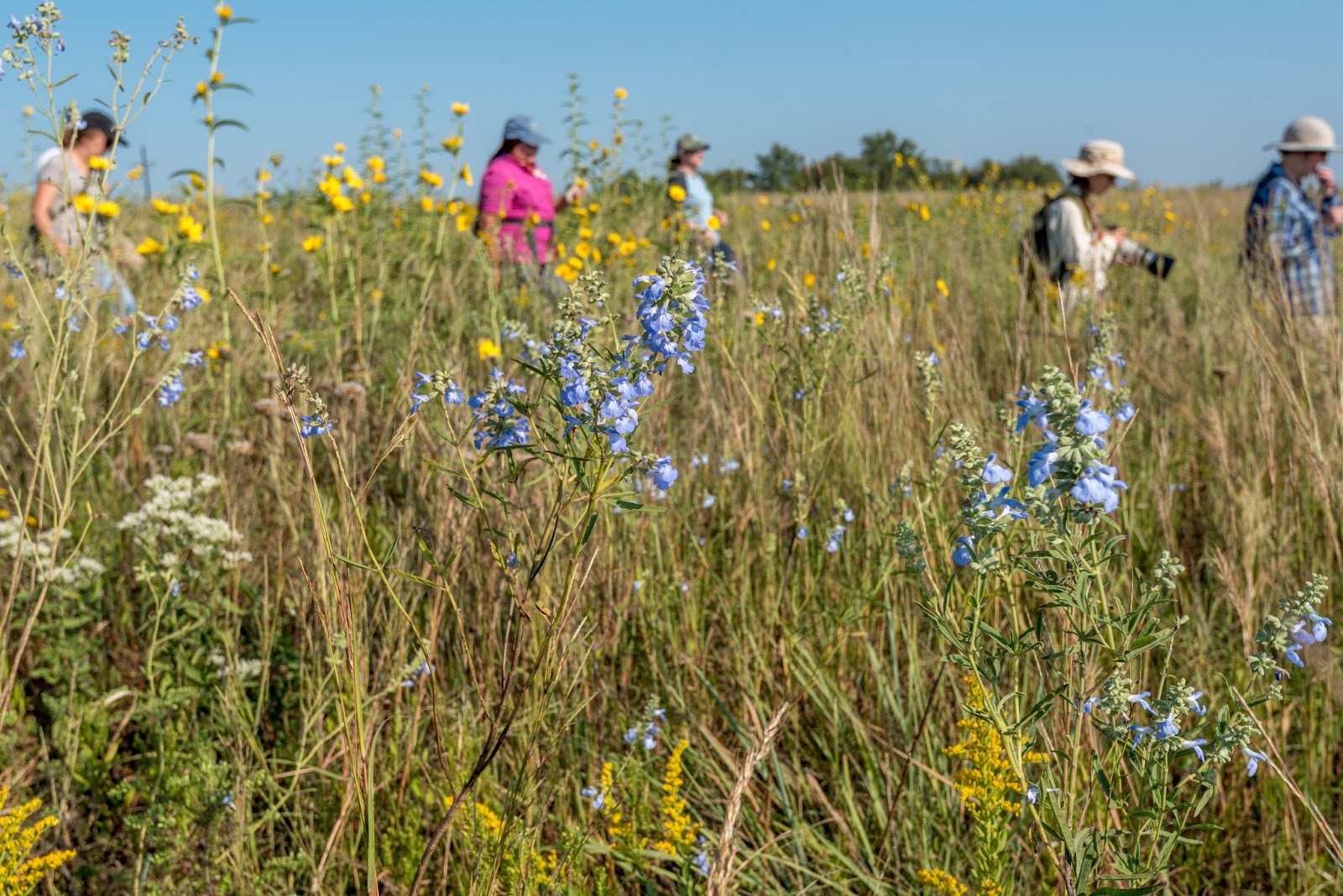 Friends of Hagerman National Wildlife Refuge: A Truly Amazing Plant ...