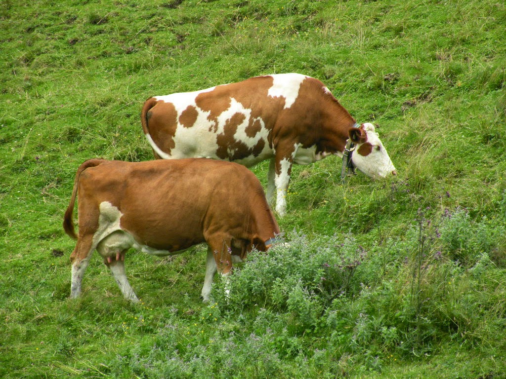 Vachement belles: Vaches simmental dans le Tyrol
