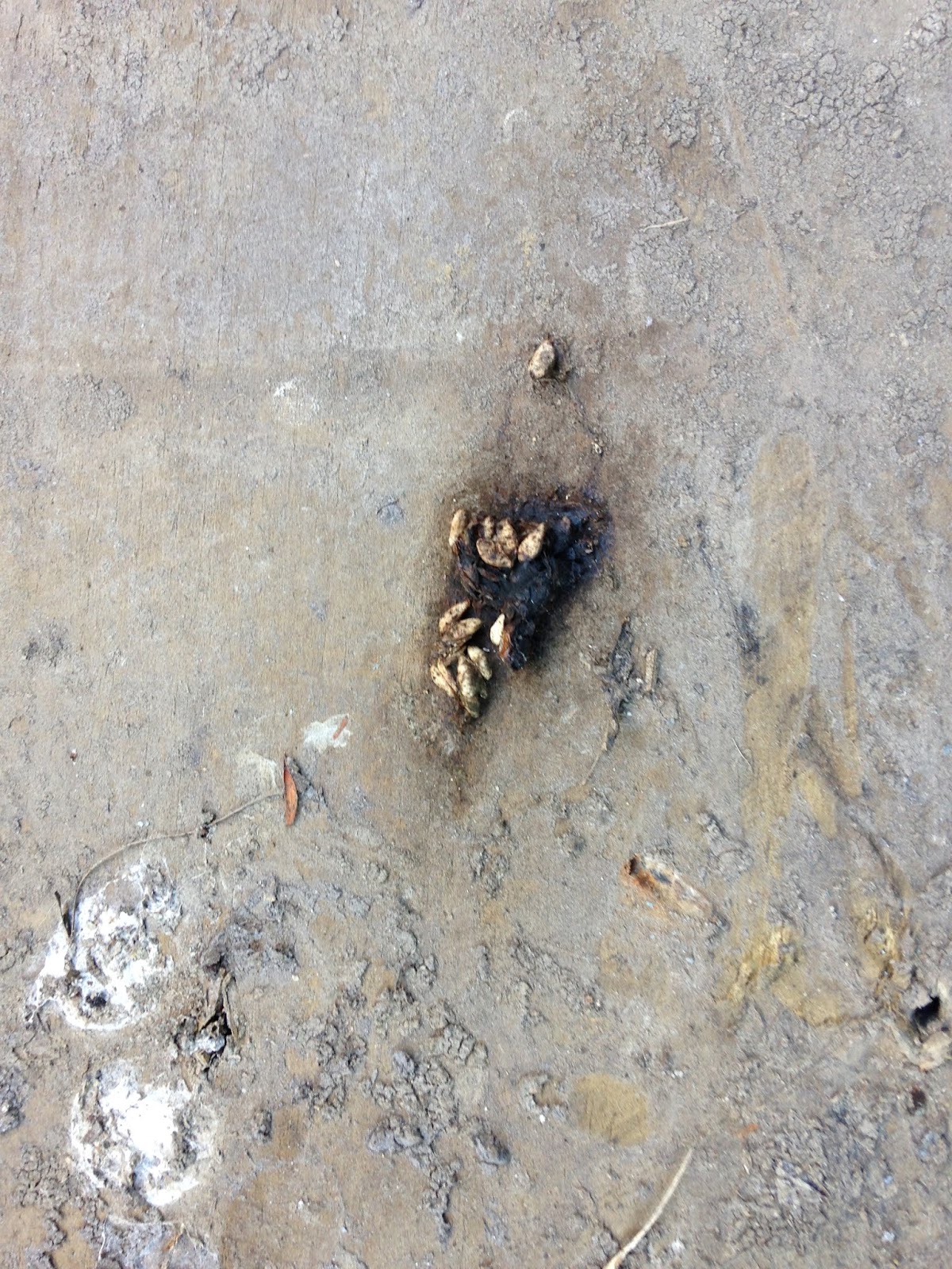 Mangaiti Gully Restoration Group: Bird poo children’s project