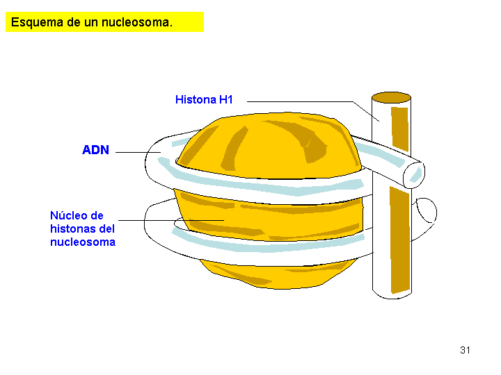 BIOLOGÍA 2º BACHILLERATO : febrero 2013