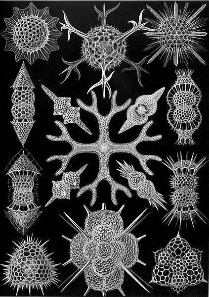 Totum Revolutum: Ernst Haeckel y las Obras de Arte de la Naturaleza