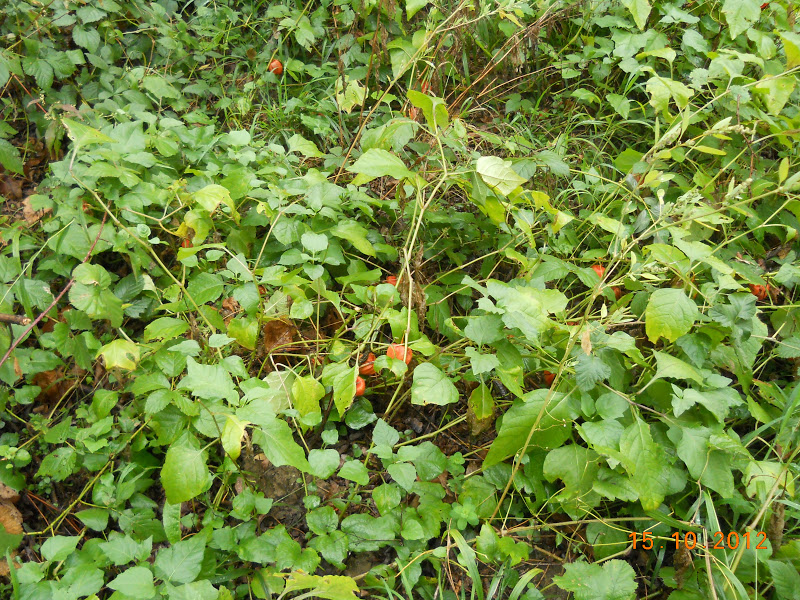 blogu lui florica: Papalau-Psysalis alkekengi