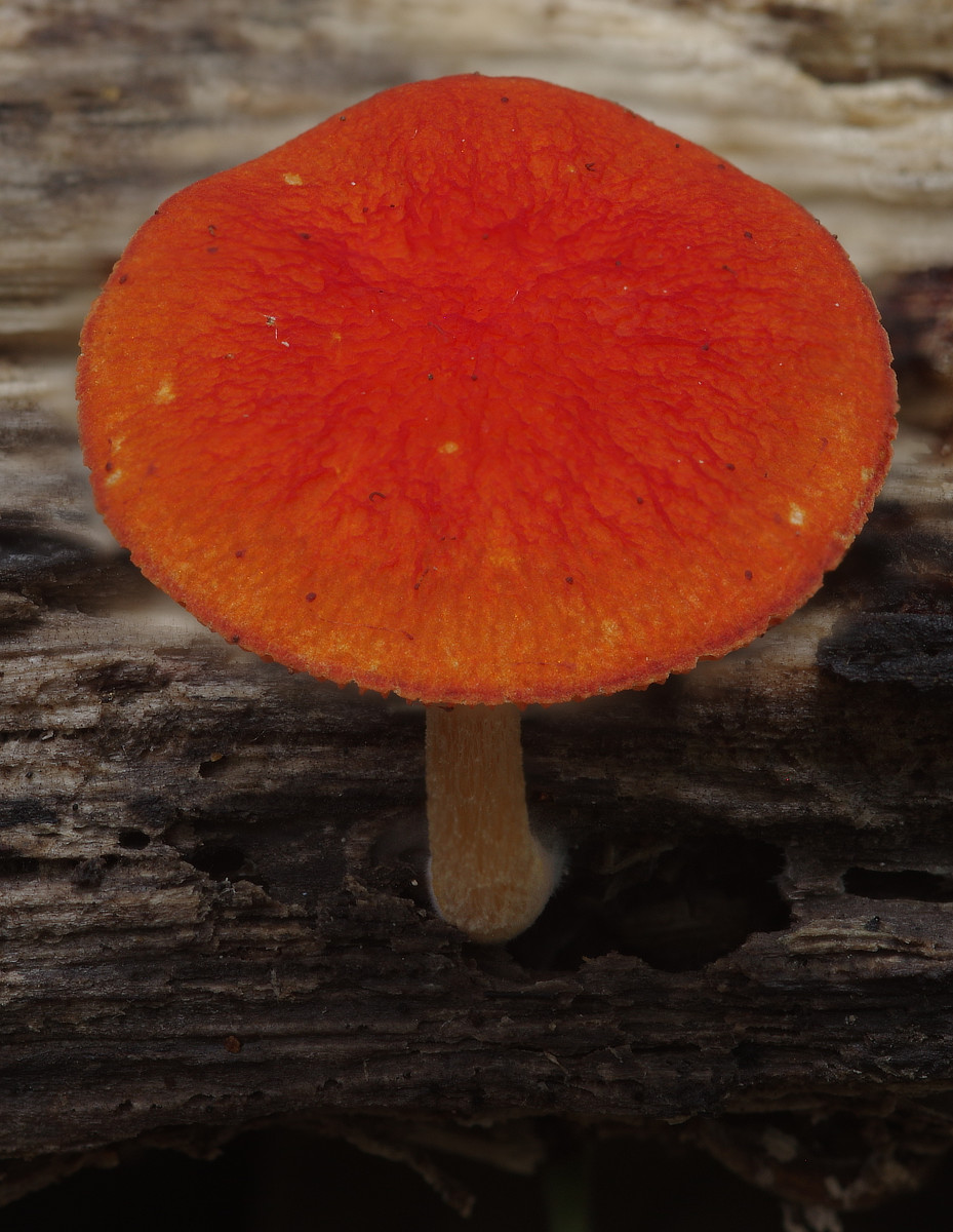 Wildeep's Illuminations: Wrinkly Little Red Mushroom