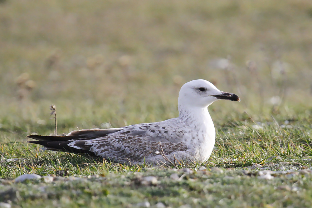 Richard Smith - Birdwatching Days Out: Caspian Gull, 1st winter ...
