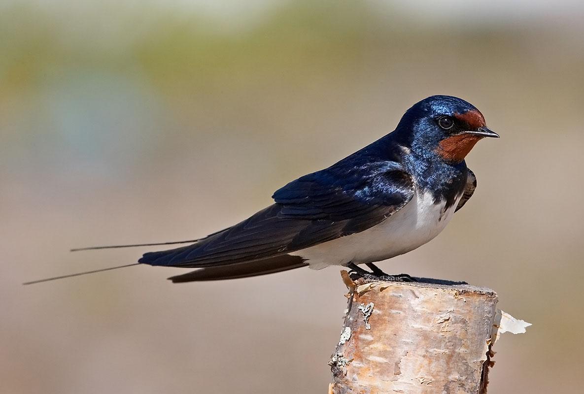 Dia Mundial das Aves Migratórias é comemorado em 10 de maio