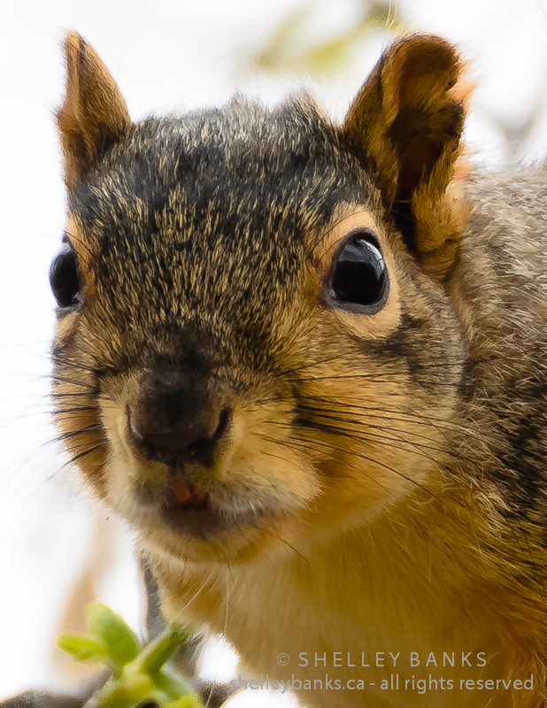 Prairie Nature: Fox Squirrel in Regina, Saskatchewan