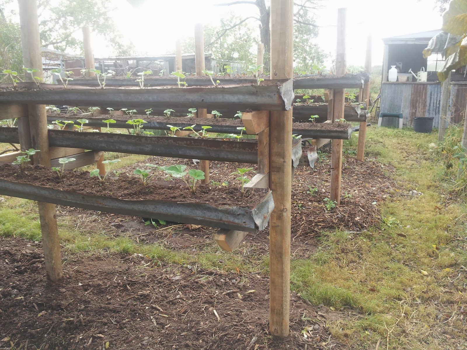 TSG: Building A Recycled Gutter System For Strawberries