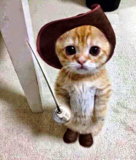 Musketeer Cat