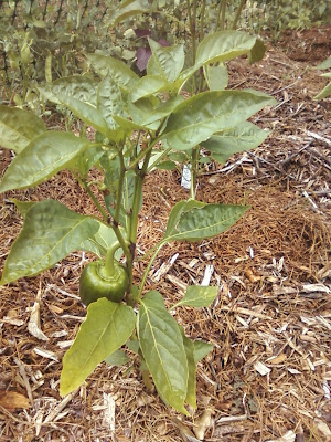Two Sisters Gardening: Hot Weather Tips for Gardens