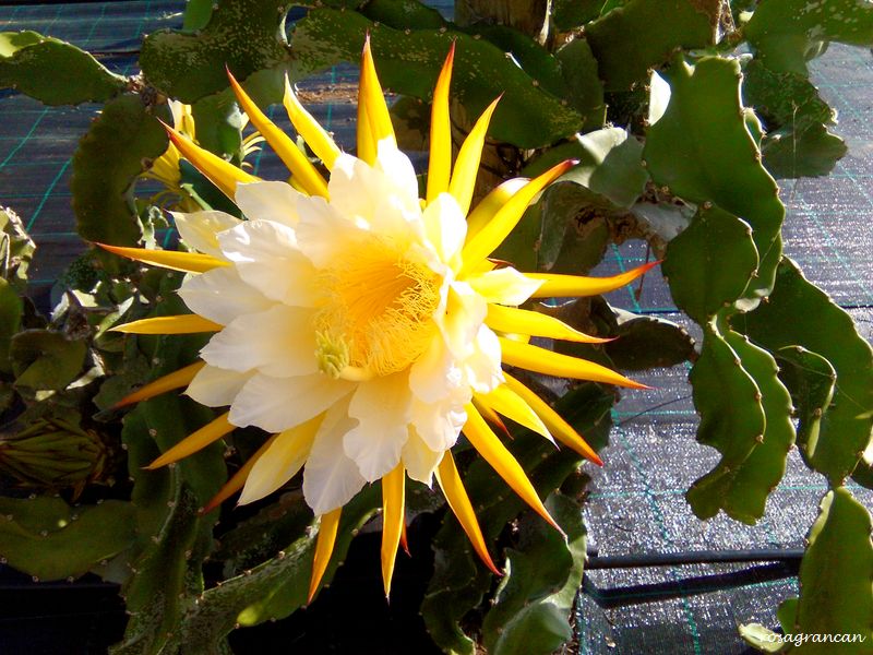 Rosa en Gran Canaria: Flor de Pitahaya o Pitaya