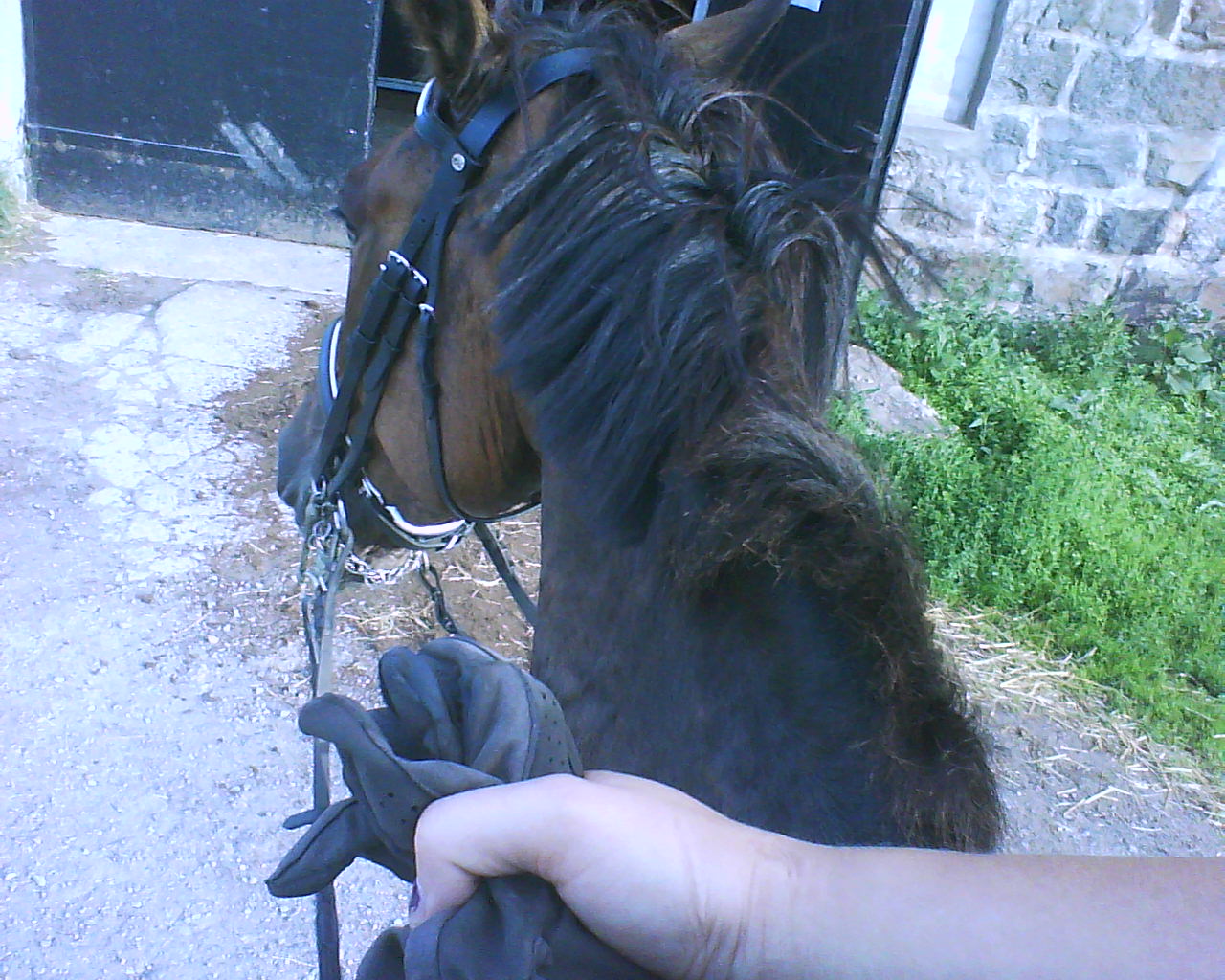 Jessica Pira: Jag ha världens finaste häst..