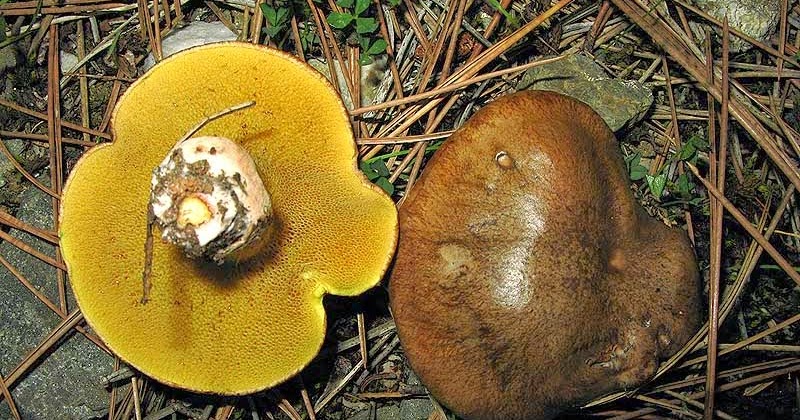 Ελληνικη φυση: Suillus sp.