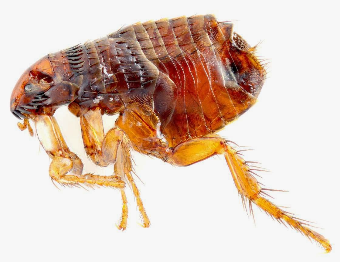 Micro-Creatures Existence: Kutu Kucing / Cat Flea (Ctenocephalides felis)