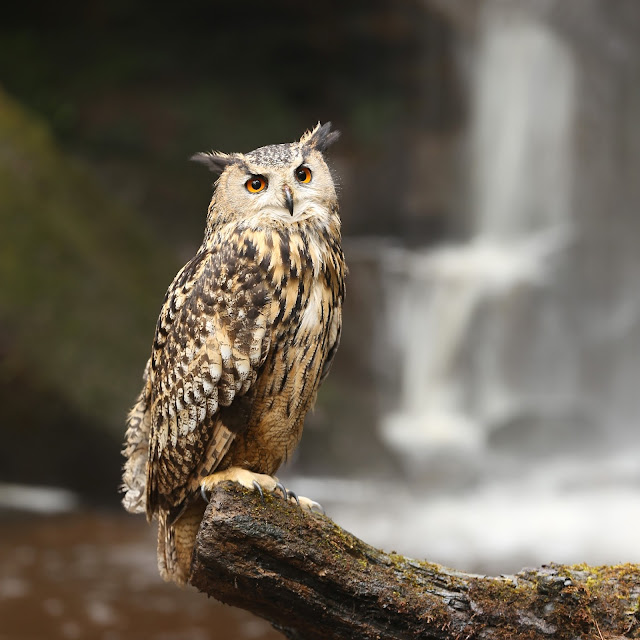 TrogTrogBlog: The world's largest owls